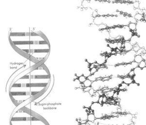 What are Polynucleotides and How do they Stop Skin Aging | Beautifox